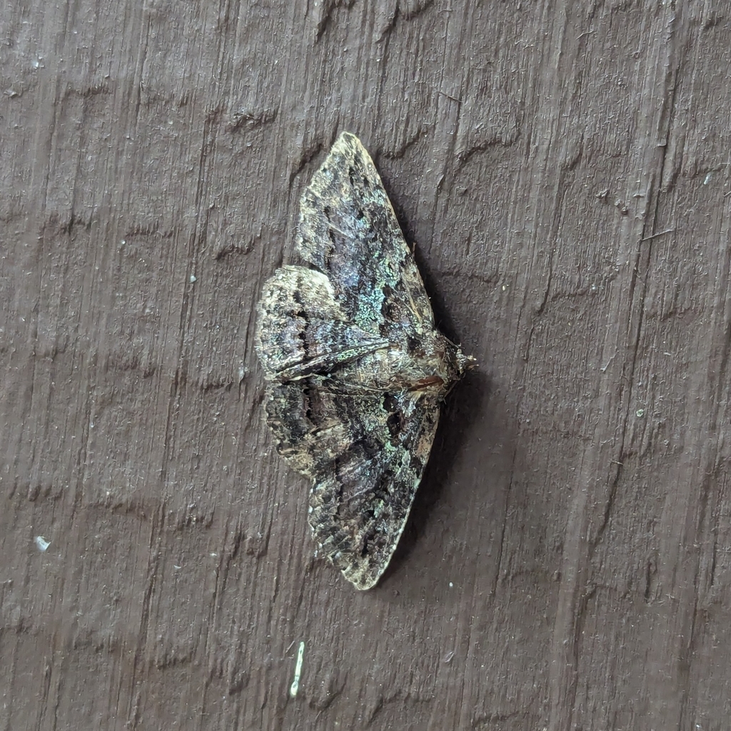 Green-dusted Zale Moth from Morris County, US-NJ, US on July 18, 2024 ...