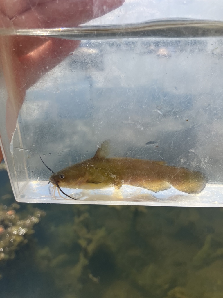 Yellow Bullhead from Lake Harriet, Minneapolis, MN, US on July 18, 2024 ...