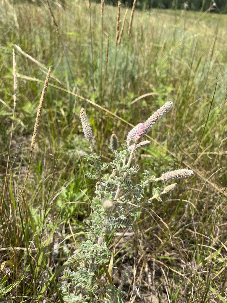 Silky Prairie Clover in July 2024 by Kate Wynne · iNaturalist