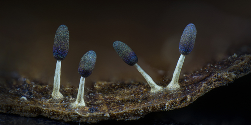 Diachea leucopoda · iNaturalist United Kingdom