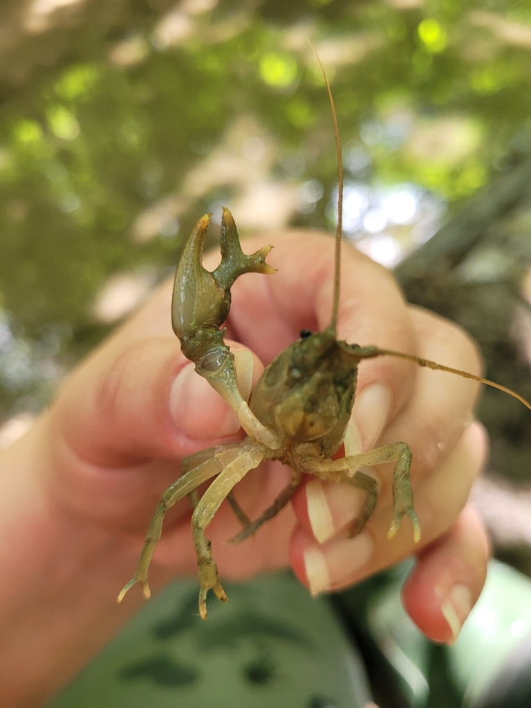 Eastern Crayfish from Hamilton, ON L9G 1J6, Canada on July 18, 2024 at ...