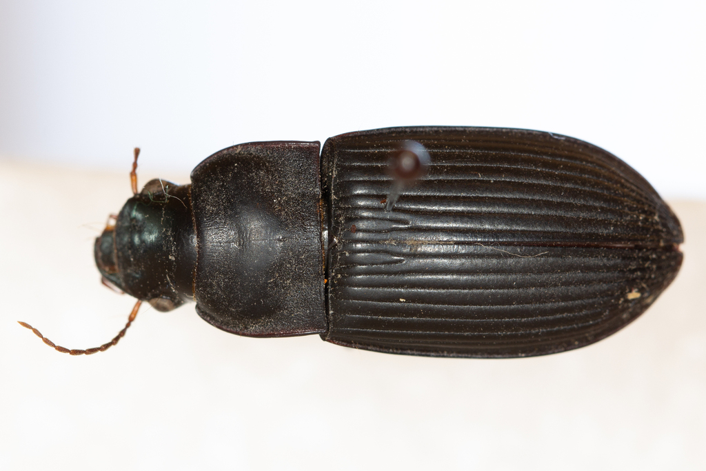 Murky Ground Beetle from Franklin County, US-MO, US on June 24, 2024 by ...