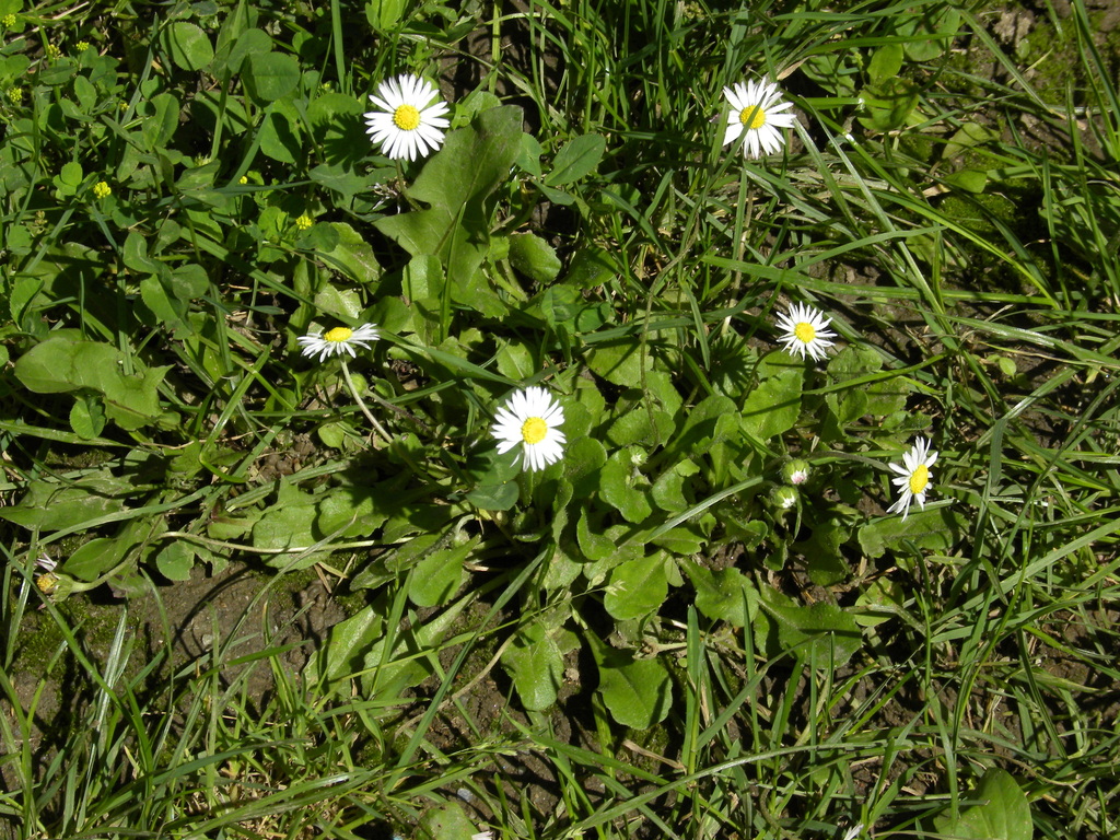 Lawn daisy from Graz, Austria on June 17, 2024 at 03:34 PM by Alejandra ...