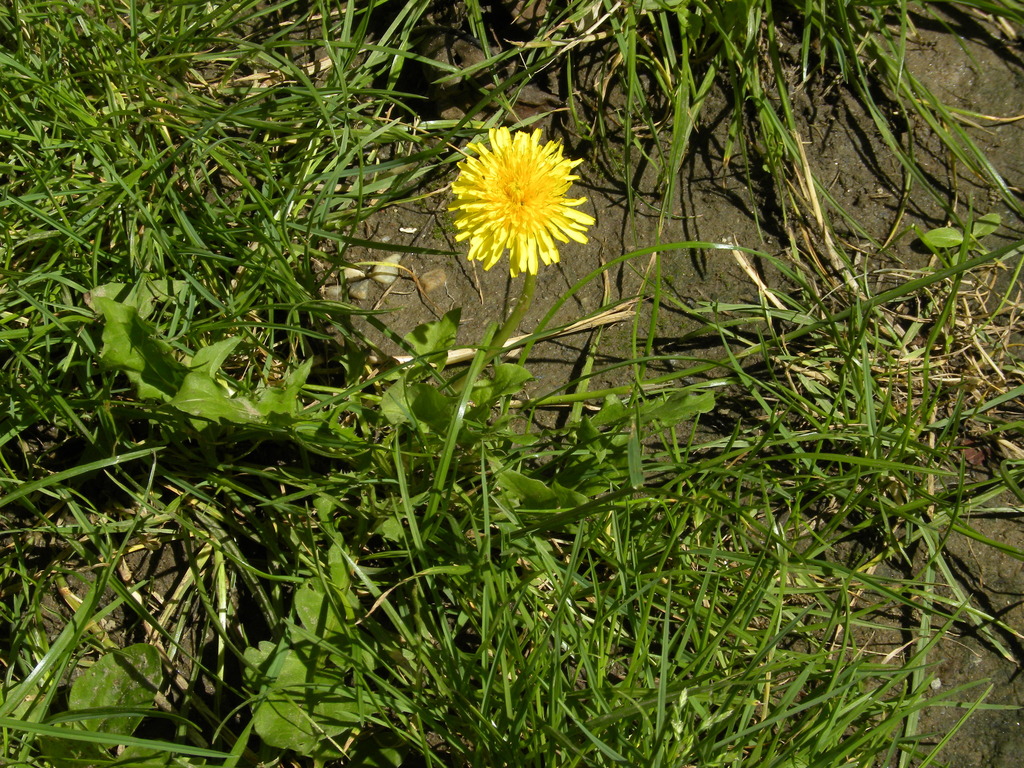 common dandelion from Graz, Austria on June 17, 2024 at 03:34 PM by ...