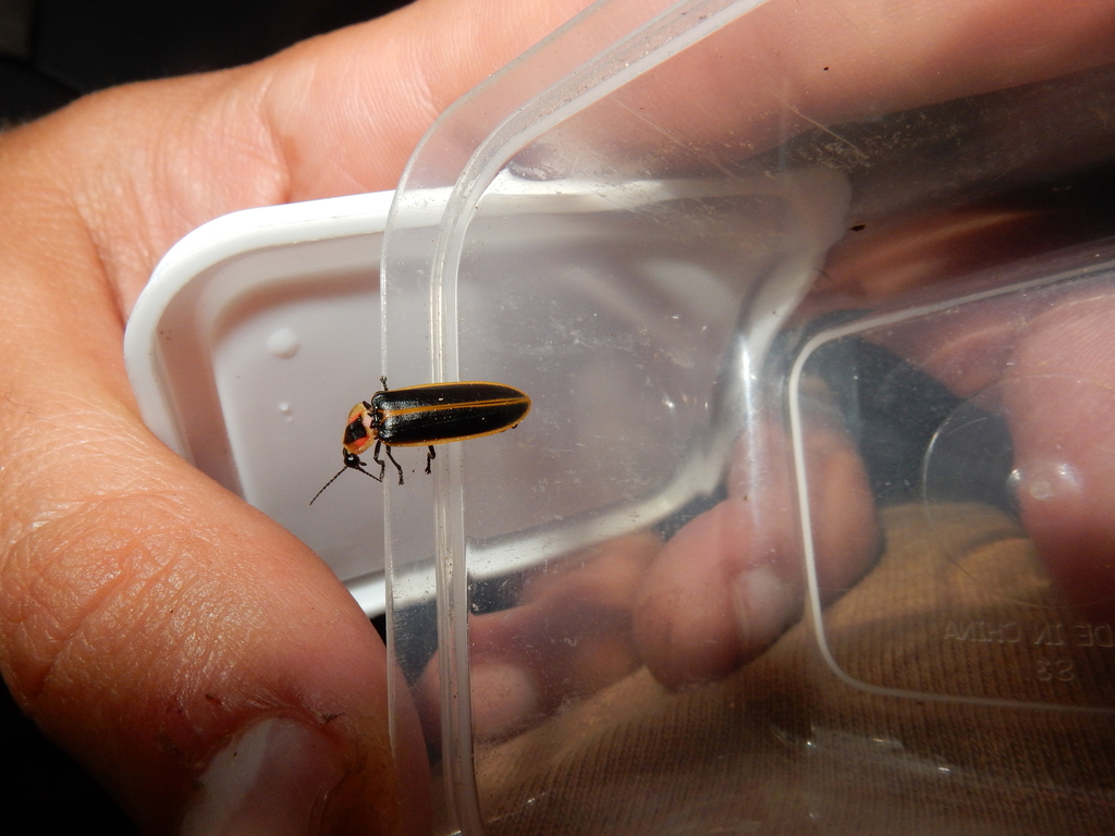 Pyractomena angustata from Santa Rosa, Florida, United States on March ...