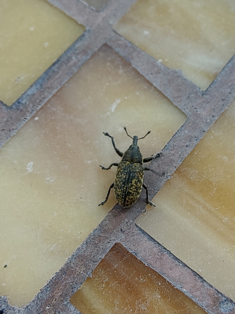 Canada Thistle Bud Weevil in July 2024 by john · iNaturalist