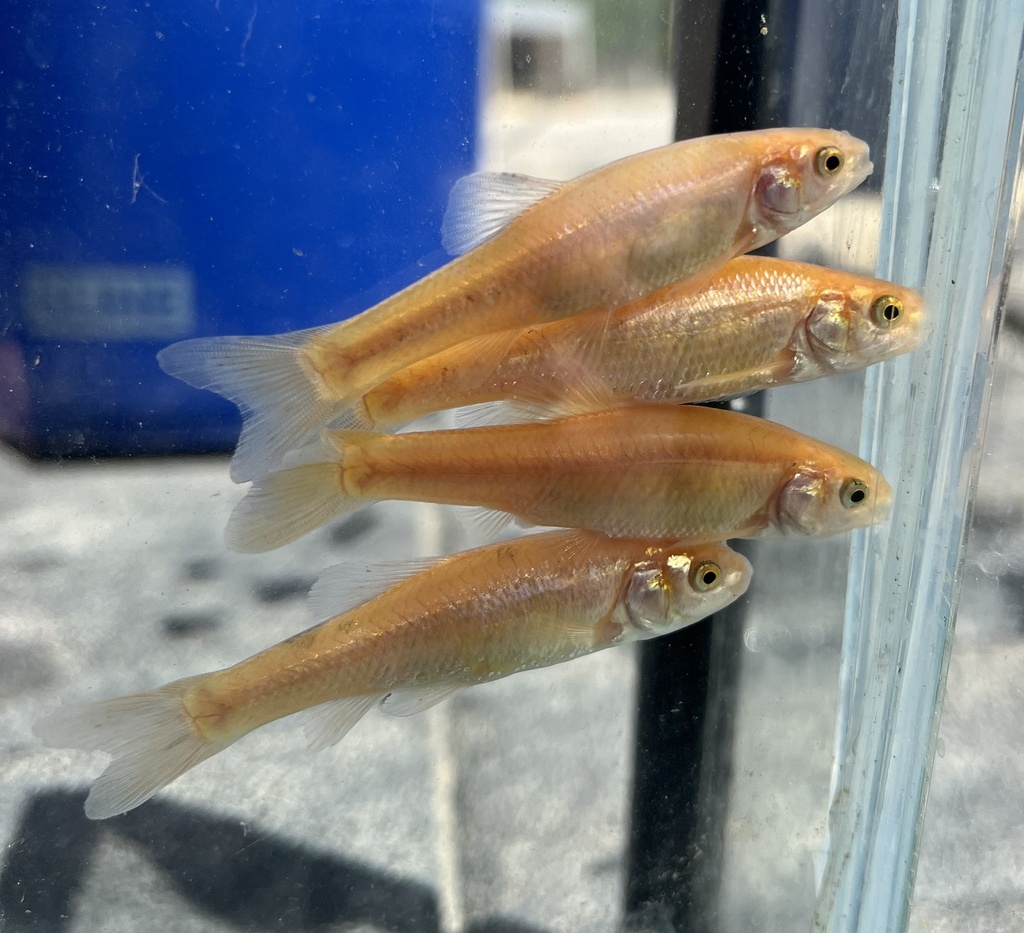 Fathead Minnow from State Rd, Hinckley, OH, US on July 18, 2024 at 02: ...