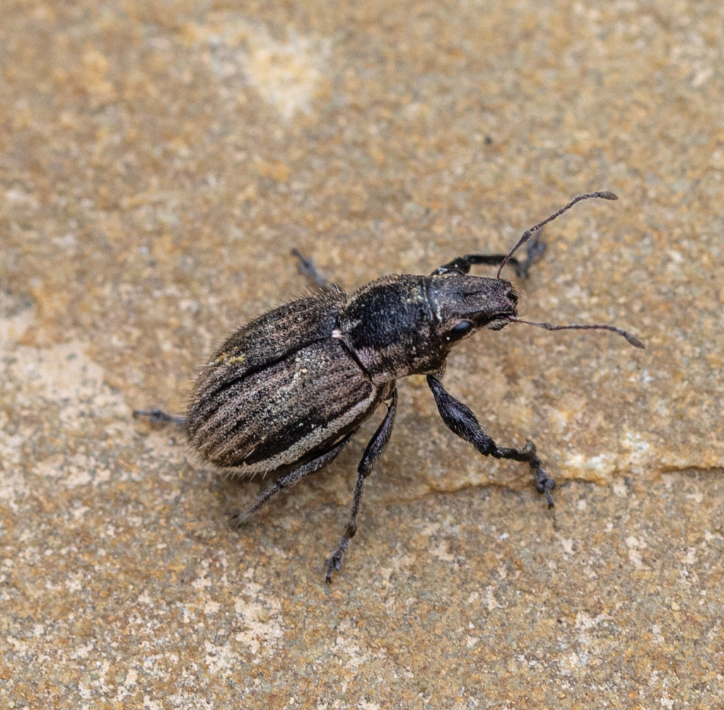 White-fringed weevil from Hyde Park, Cincinnati, OH, USA on July 14 ...
