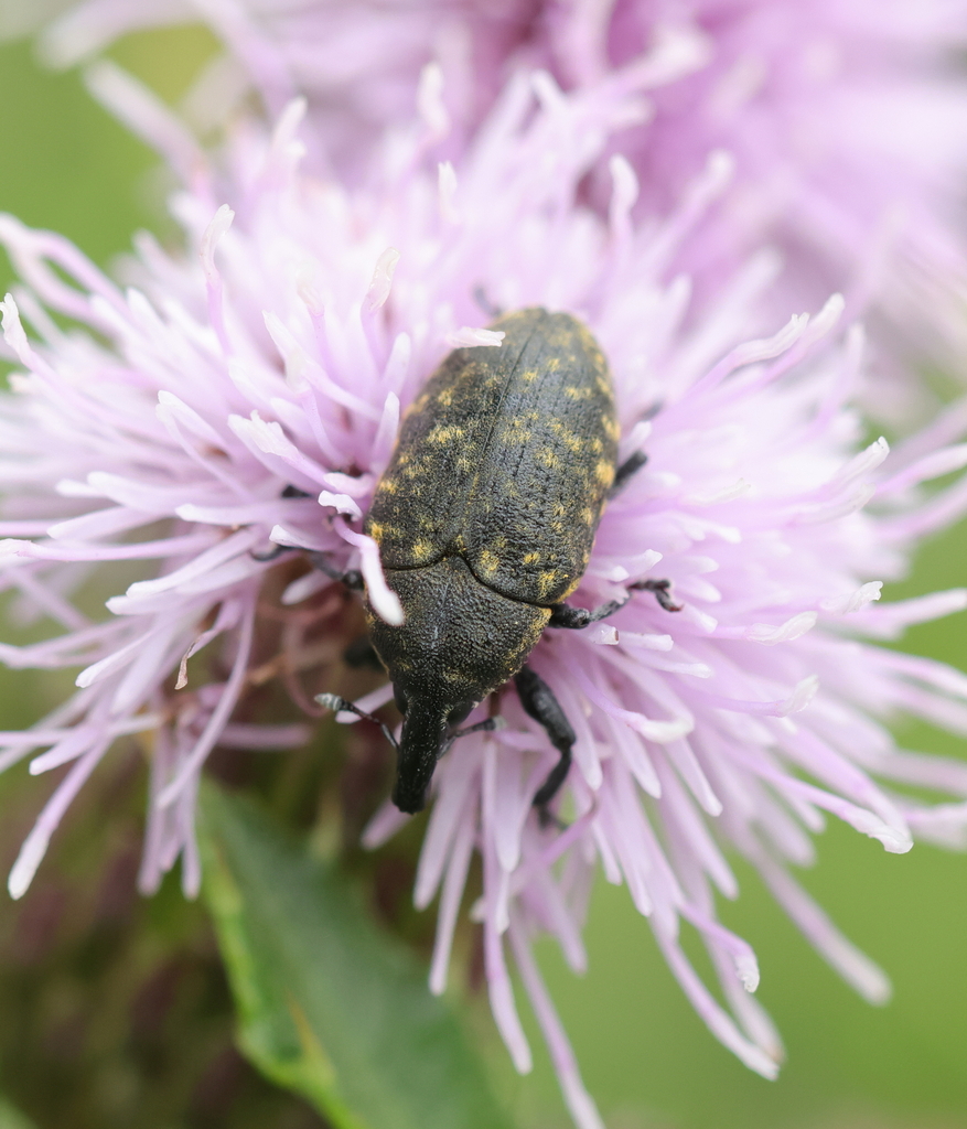 Turbine Cylindrical Weevil from 76430 Saint-Vigor-d'Ymonville, France ...
