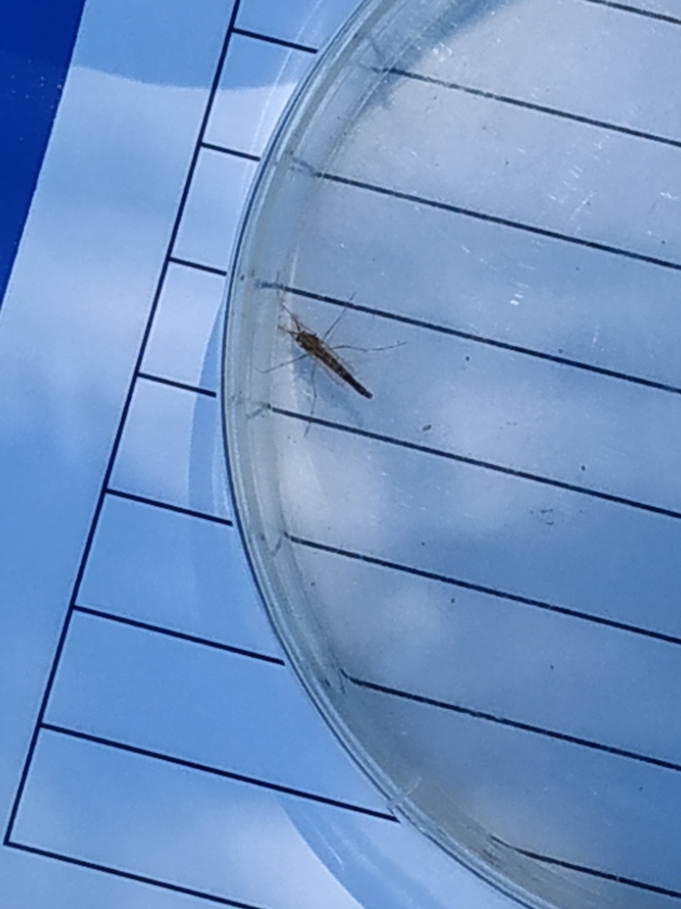 Mosquitoes and Midges from Lincoln Park, Chicago, IL, USA on July 18 ...