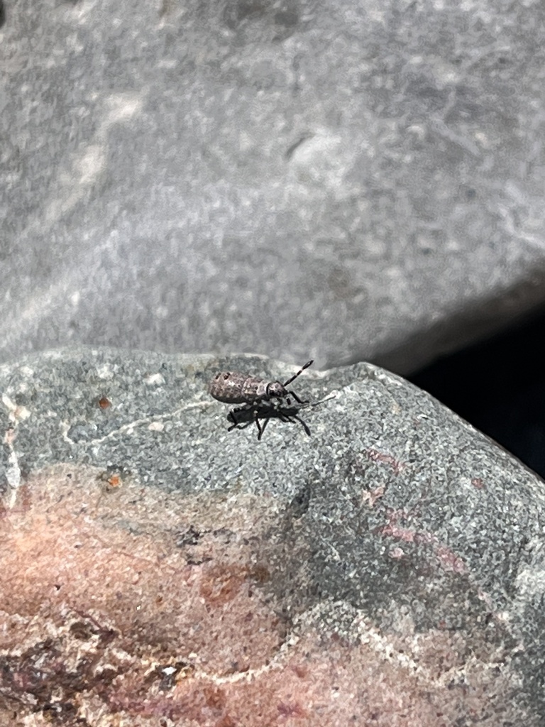 Winged and Once-winged Insects from Detroit Zoo, Royal Oak, MI, US on ...