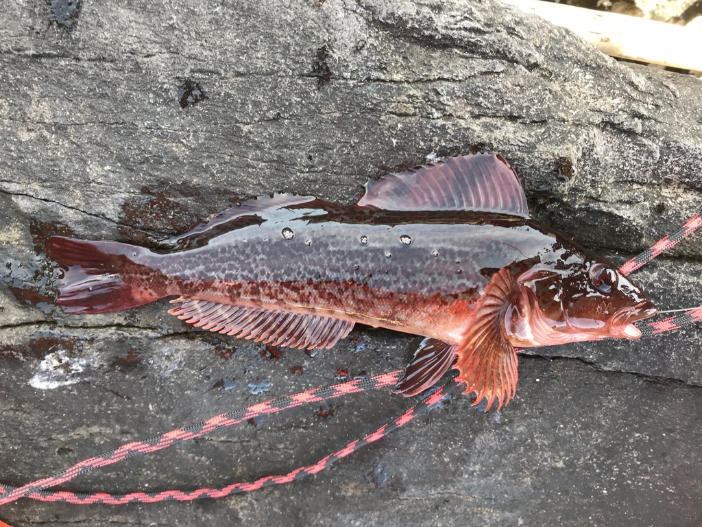 Kelp Greenling from Pacific Ocean, , OR, US on June 2, 2019 at 01:10 PM ...