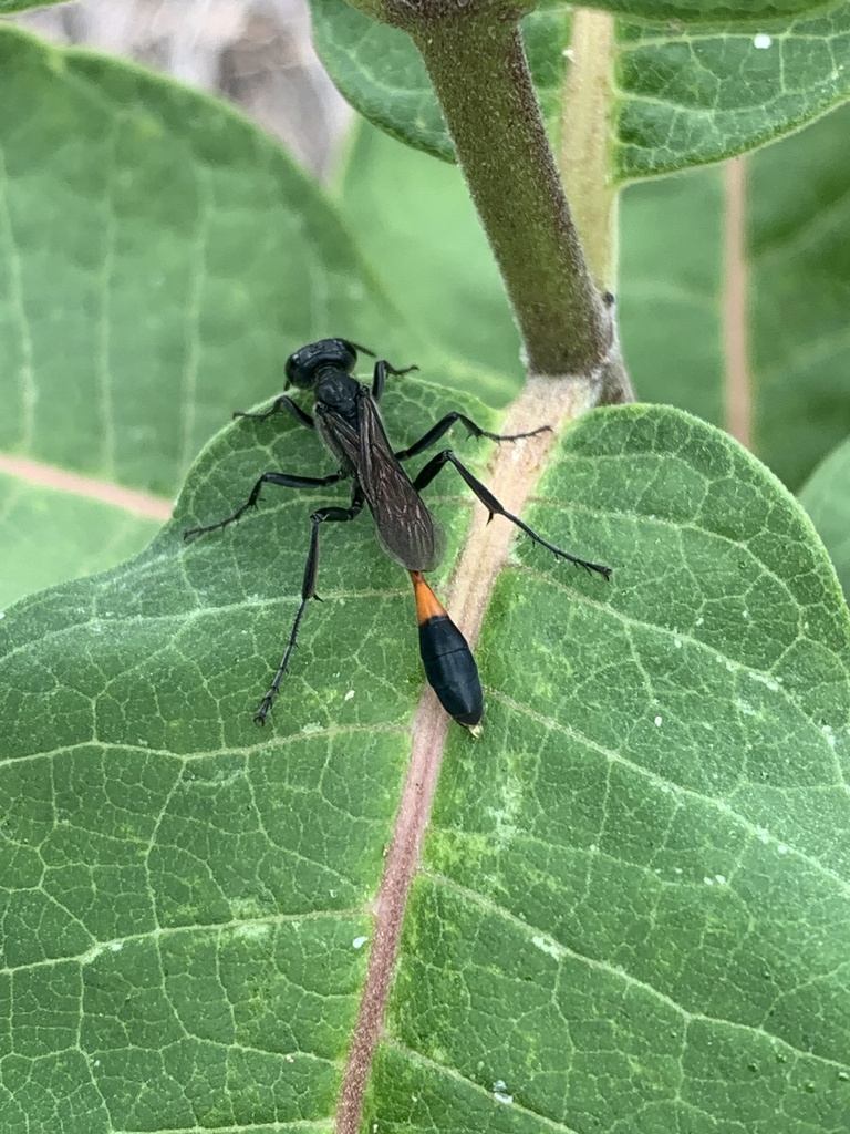 Common Thread-waisted Wasp in July 2024 by Jon P. Ruddy · iNaturalist