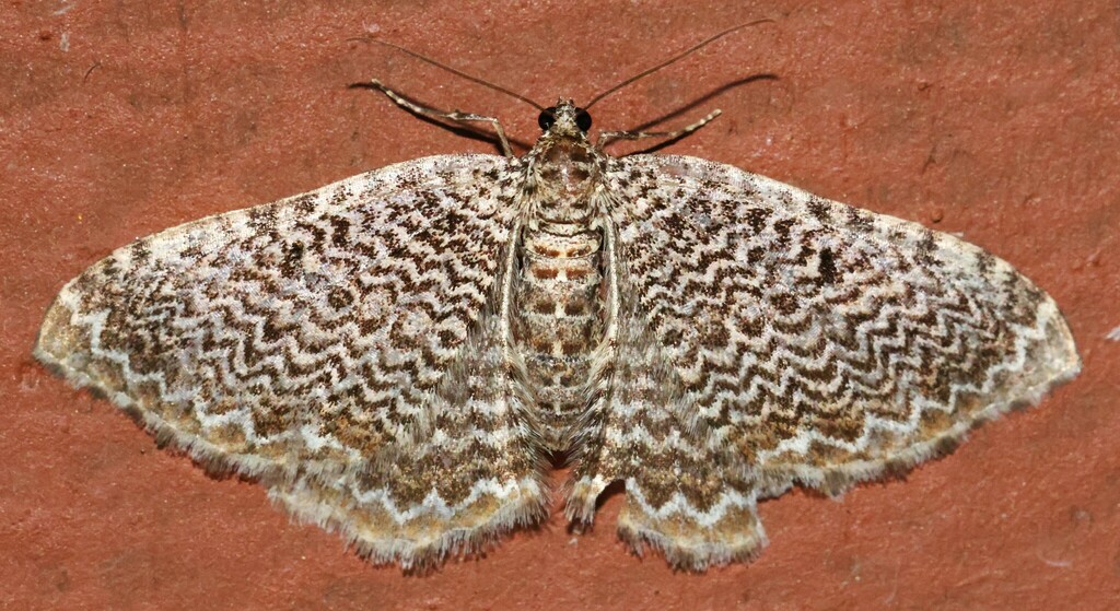Scallop Shell Moths from Ontonagon County, MI, USA on July 6, 2024 at ...