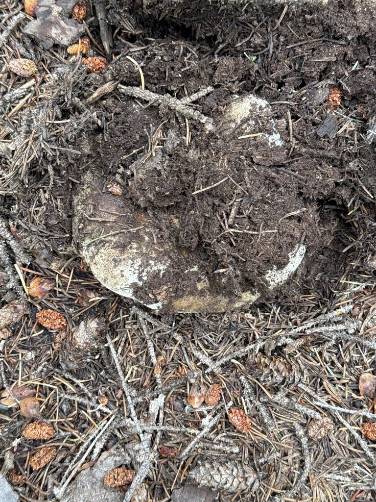 Blackening Russula in July 2024 by pinonbistro. Emerging fully formed ...