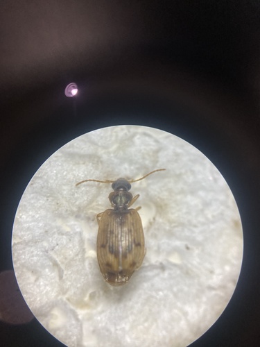 Tetragonoderus rivularis · iNaturalist