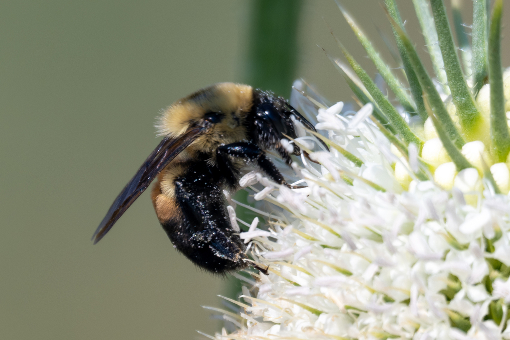 Brown-belted Bumble Bee from West Westminster, Westminster, CO, USA on ...