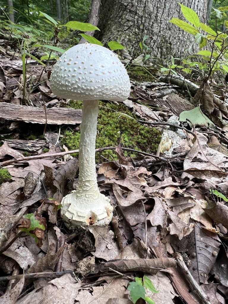 American Abrupt-Bulbed Lepidella from Albert Johnson Rd, Nashville, IN ...