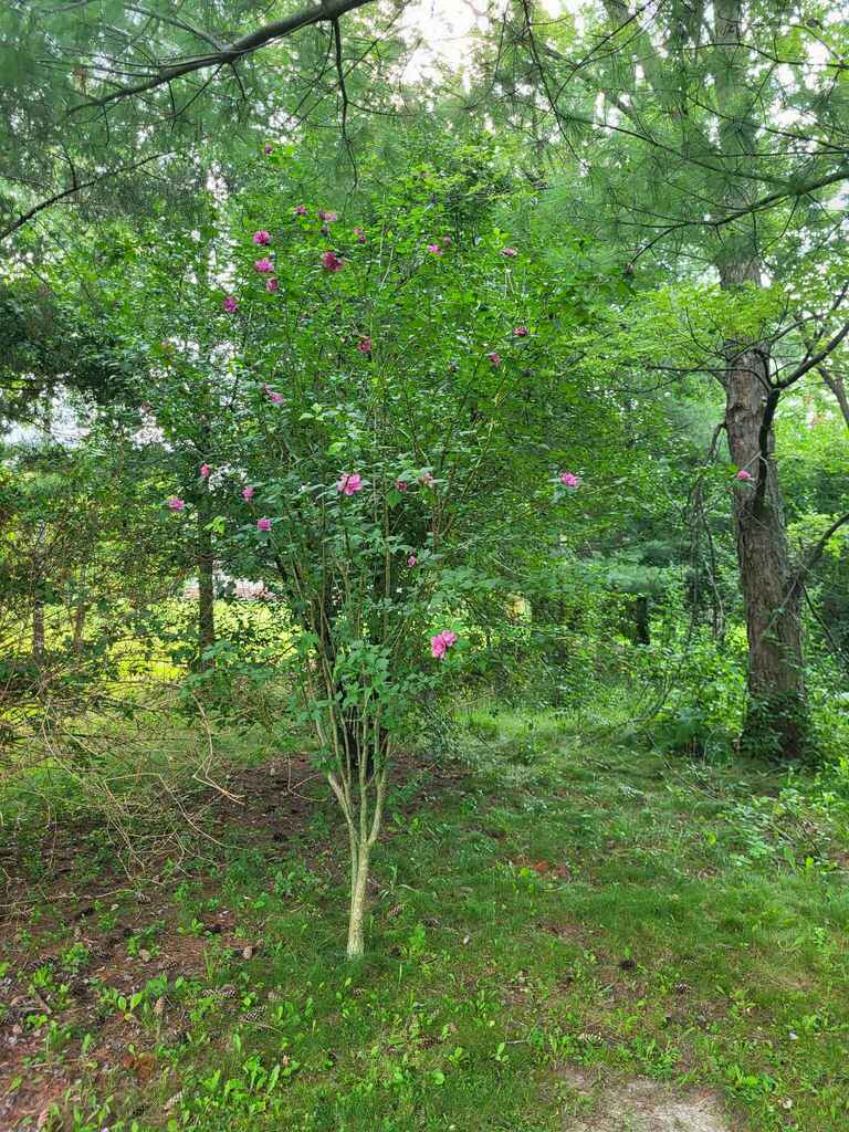 common hibiscus from Wood County, OH, USA on July 18, 2024 at 05:55 PM ...