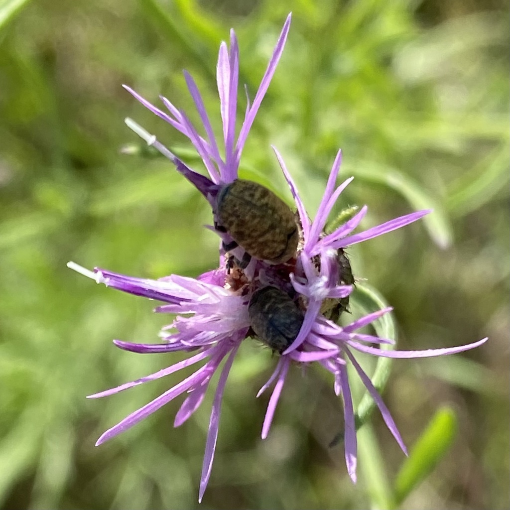 Blunt Knapweed Flower Weevil from Baraga to Houghton State Trail ...