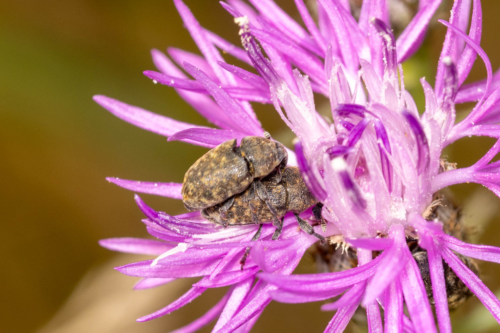 Blunt Knapweed Flower Weevil from KMSF - S Waukesha County, WI, USA on ...