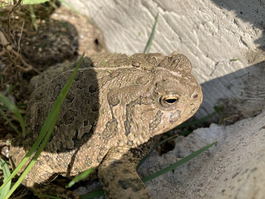 Woodhouse's Toad in July 2024 by Charlie Justus · iNaturalist