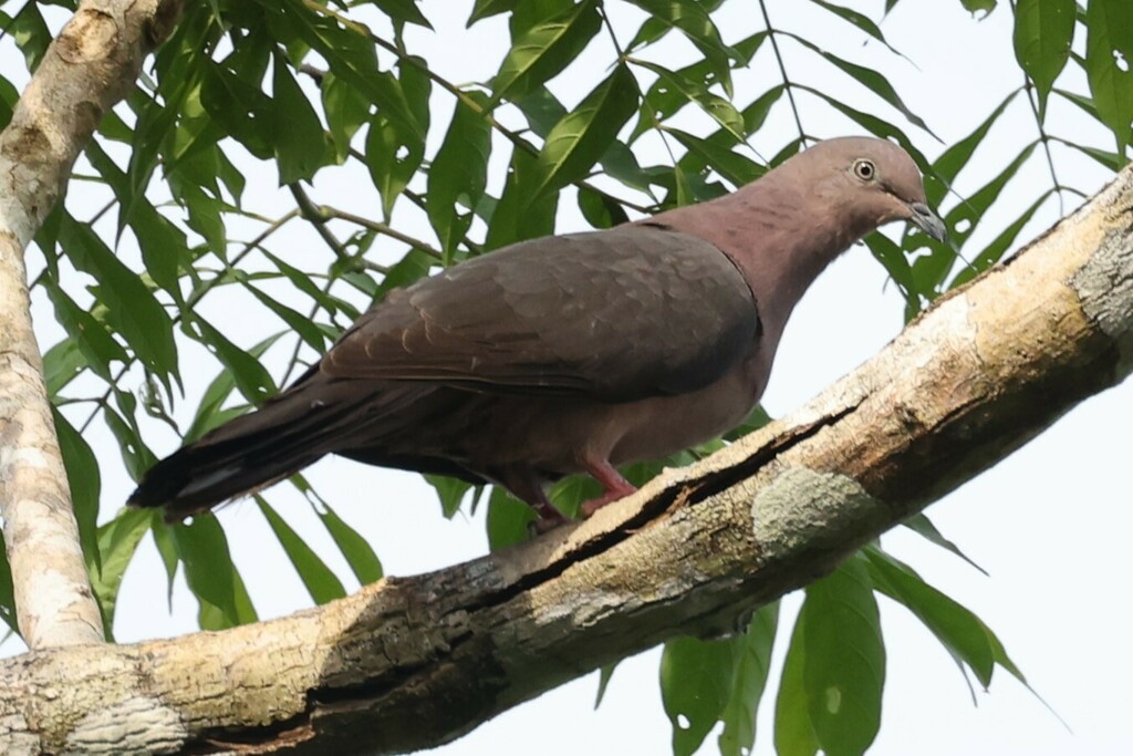 Plumbeous Pigeon from La Quebrada del Sucuzari, P3RJ+RXX, Sucusari ...