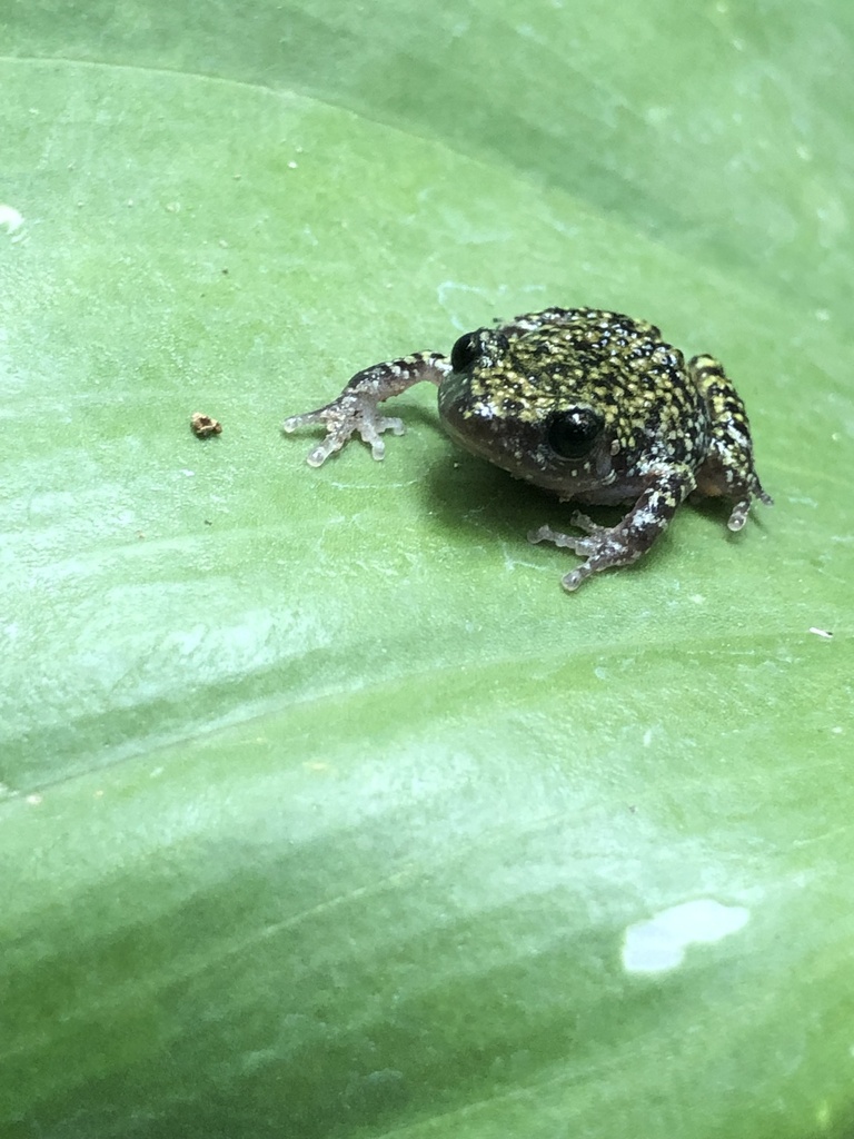 Spotted Chirping Frog from Calle Emilio Portes Gil, El Pueblito, Qro ...