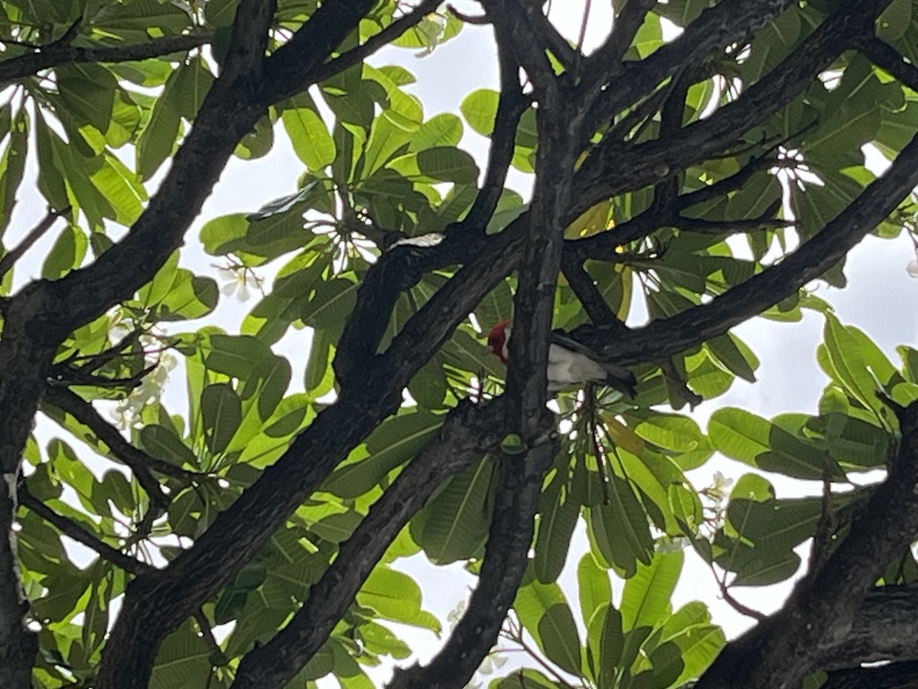 Red-crested Cardinal from Maui, Kaanapali, HI, US on July 18, 2024 at ...
