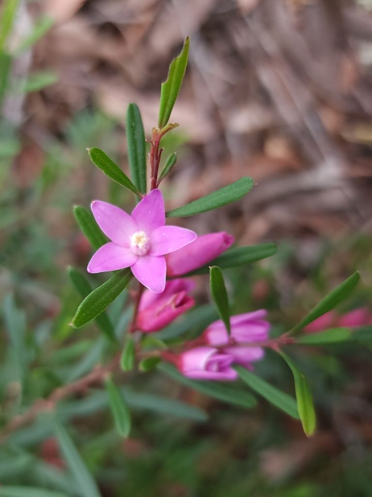 small Crowea from Nowra NSW 2541, Australia on July 17, 2024 at 02:50 ...