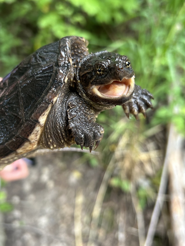 Common Snapping Turtle from Bear River Valley Recreation Area, Petoskey ...