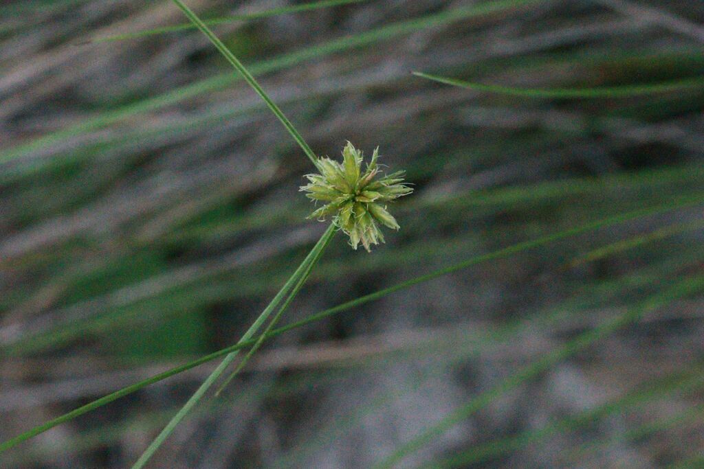 Slender Sand Sedge from Polk County, FL, USA on July 17, 2024 at 02:27 ...