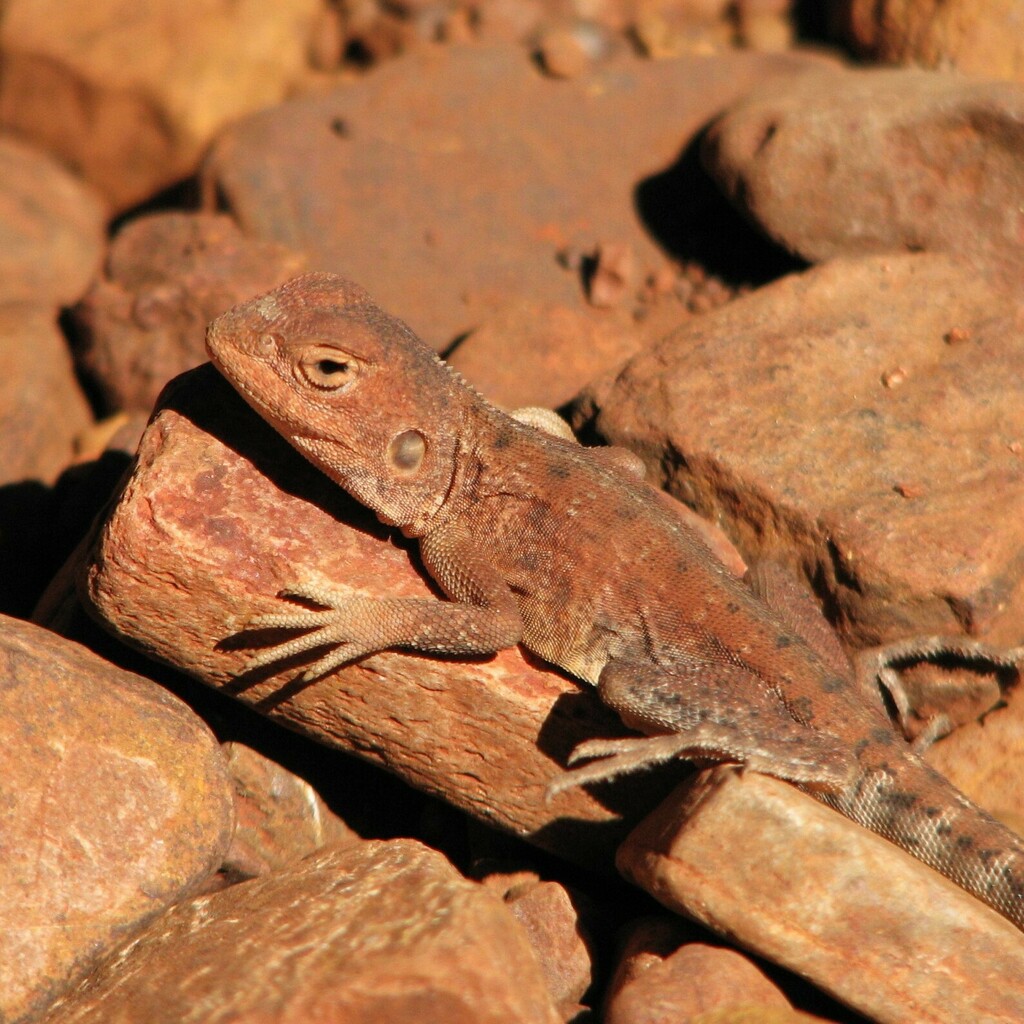 Western Ring-tailed Dragon in May 2009 by pimelea. Joffre Gorge in ...