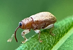 Tawny Ash Weevil from Cemetery Rd, Canterbury, CT, US on July 18, 2024 ...