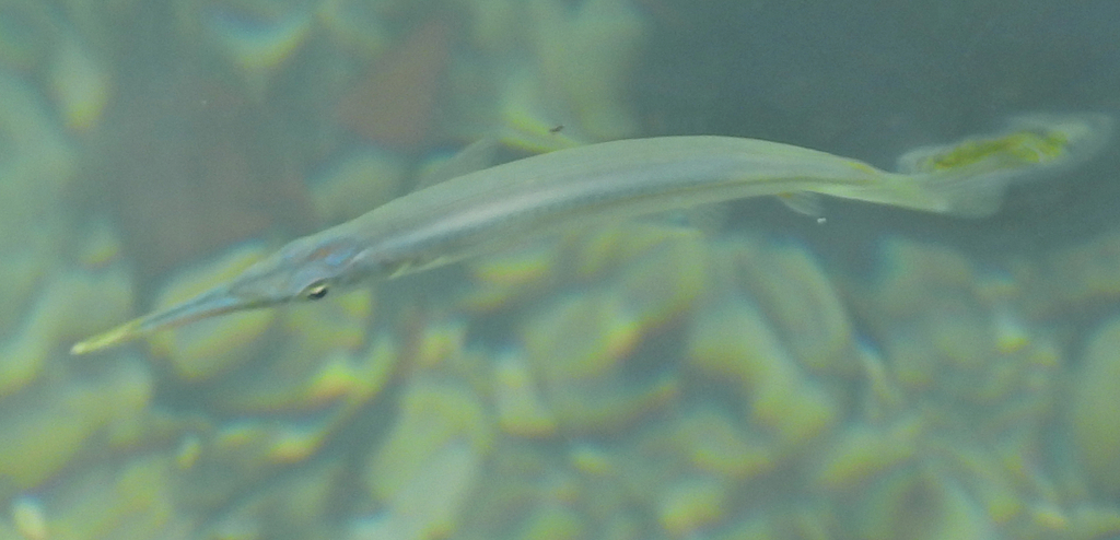 Zenarchopterus from The Menjangan, Bali Barat MP, Bali, Indonesia on ...
