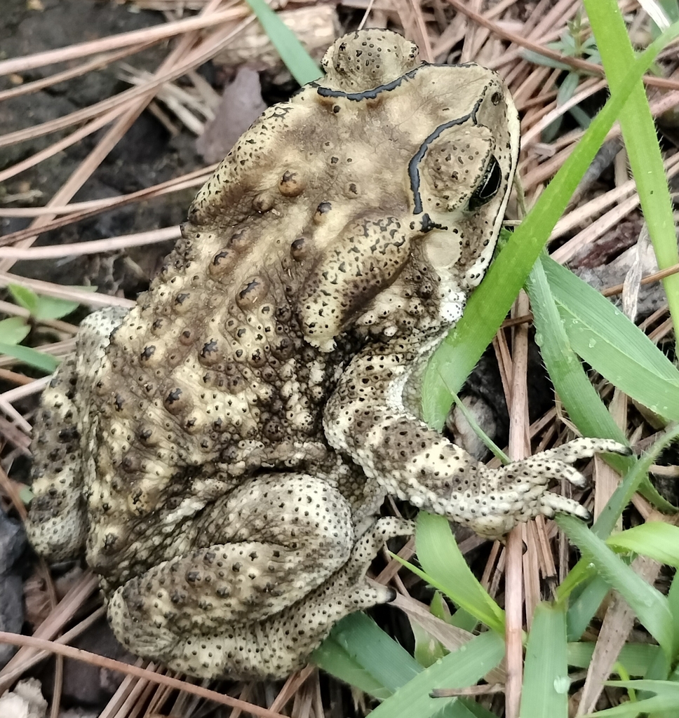 Asian Toads from Malonj, Uttarakhand, India on July 17, 2024 at 04:38 ...