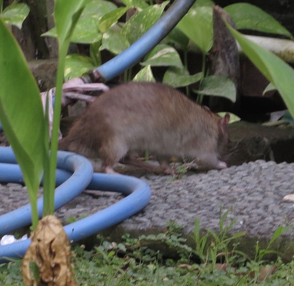 Brown Rat from Pulau Bali, Denpasar, Bali, ID on July 19, 2024 at 12:55 ...