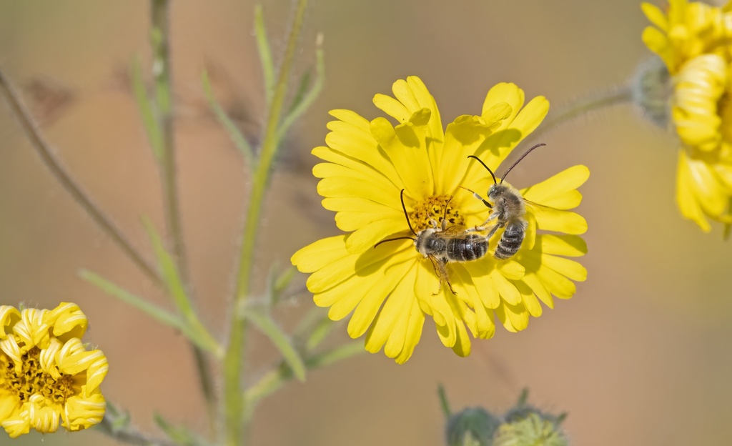 Small Long-horned Bee from Washington County, OR, USA on July 17, 2024 ...