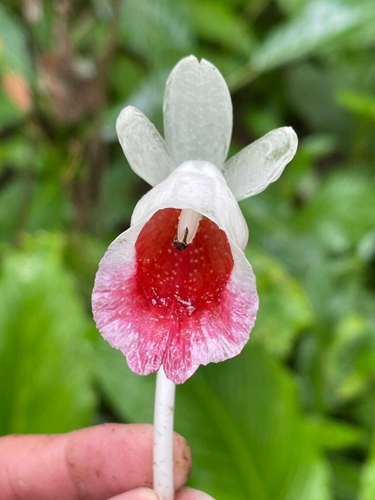 Boesenbergia longiflora from Pathari, Pathari Shanishchare 56600, Nepal ...