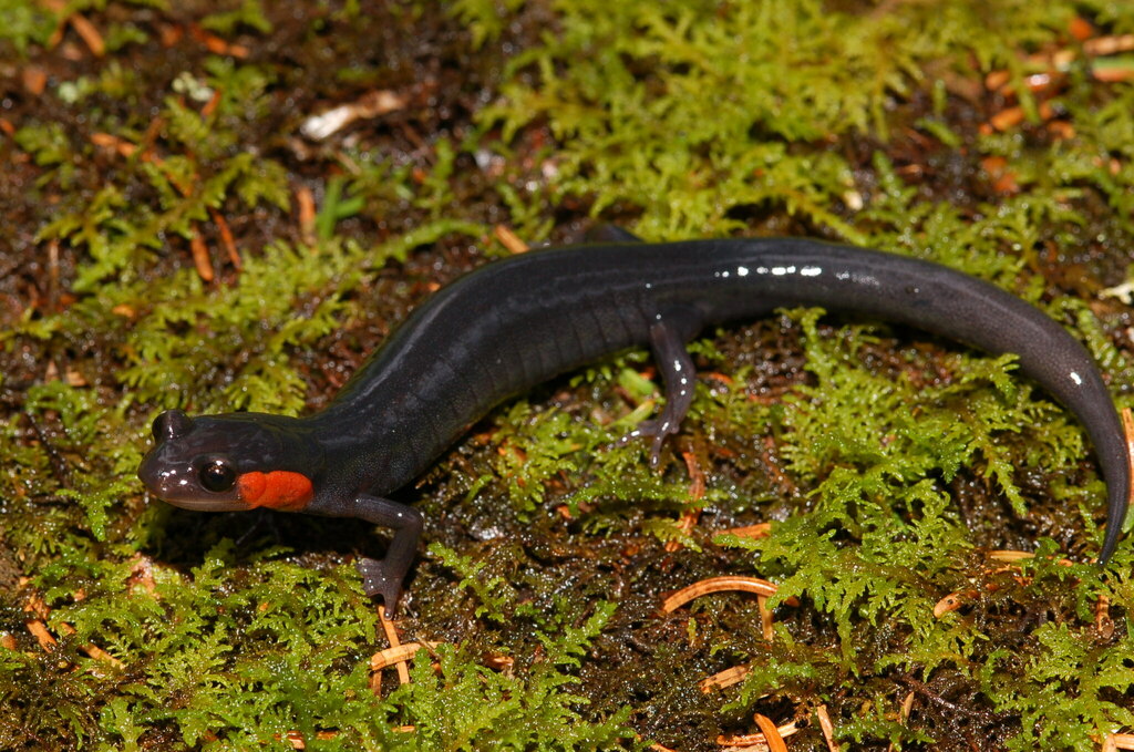 Red-cheeked Salamander in May 2006 by Scott Gravette · iNaturalist