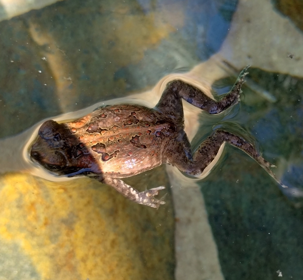 Cane Toad from Trinity Beach QLD 4879, Australia on July 18, 2024 at 10 ...
