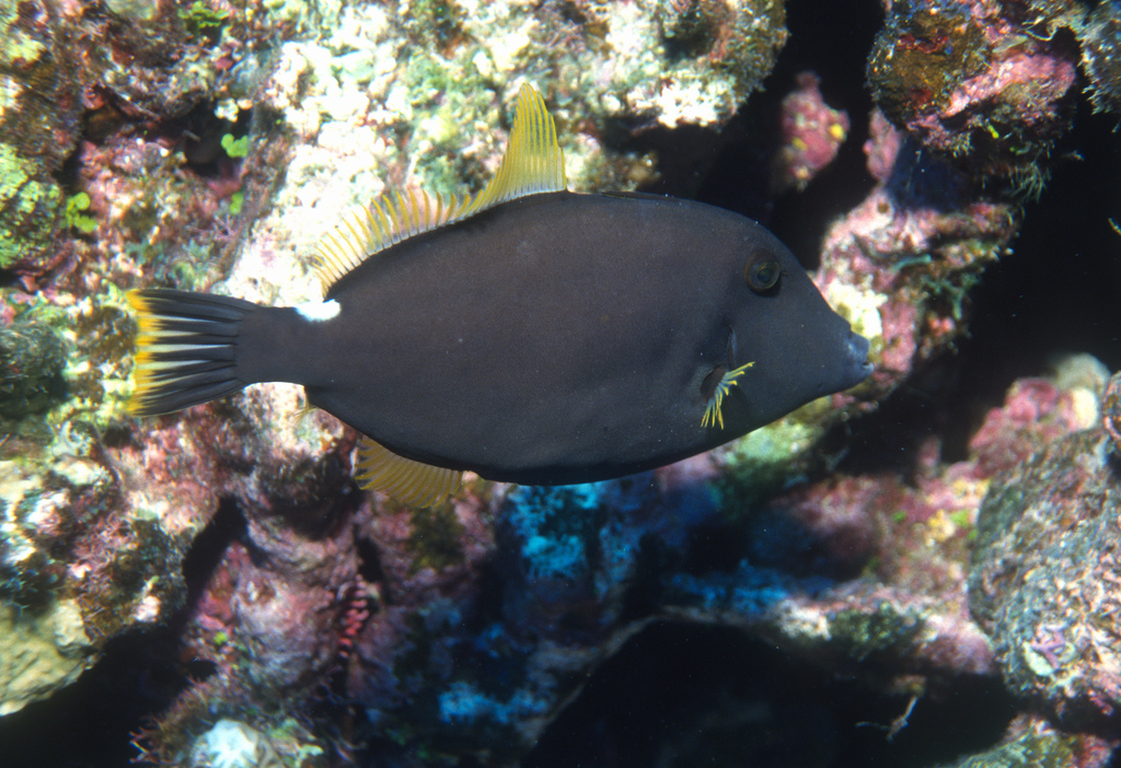 Squaretail Filefish from Avarua, Cook Islands on June 21, 2004 by ...