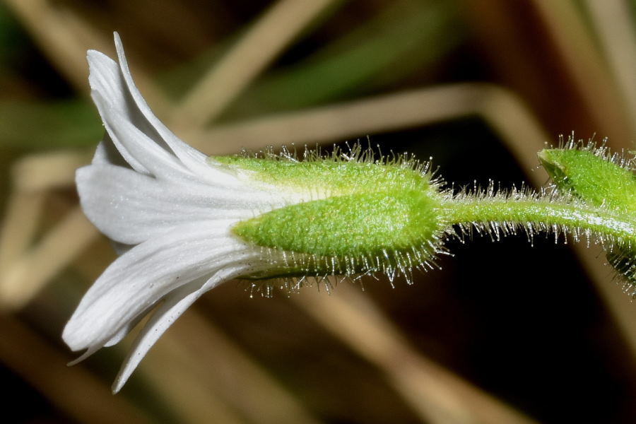 nodding chickweed (Cerastium nutans) - Botanical Realm
