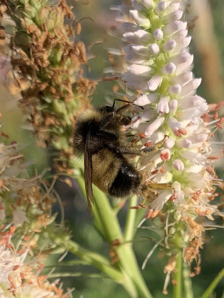 Yellow-banded Bumble Bee from Noble Ave N, Brooklyn Park, MN, US on ...