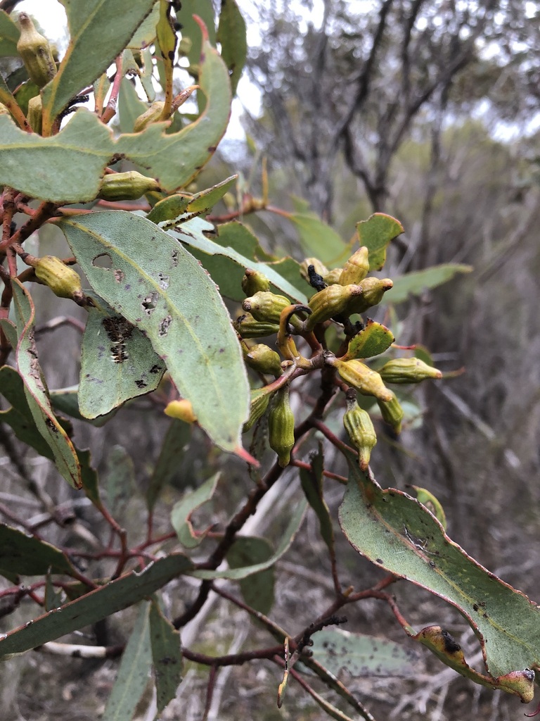 Ridge-fruited mallee from Gum Lagoon SA 5267, Australia on July 19 ...