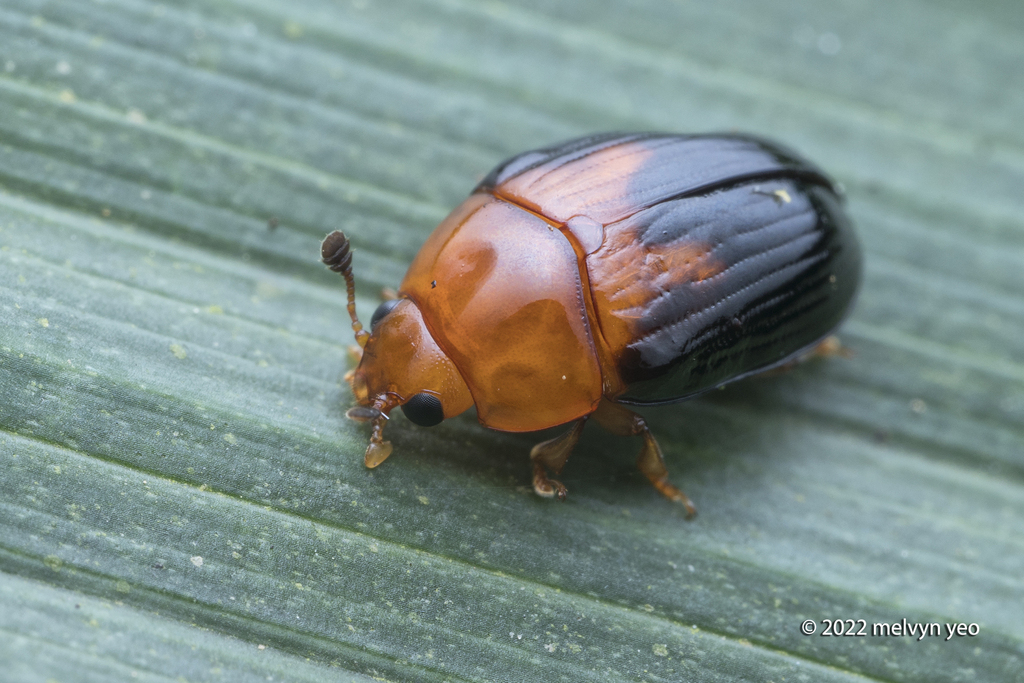 Scelidopetalon arrowi in July 2022 by Melvyn Yeo · iNaturalist