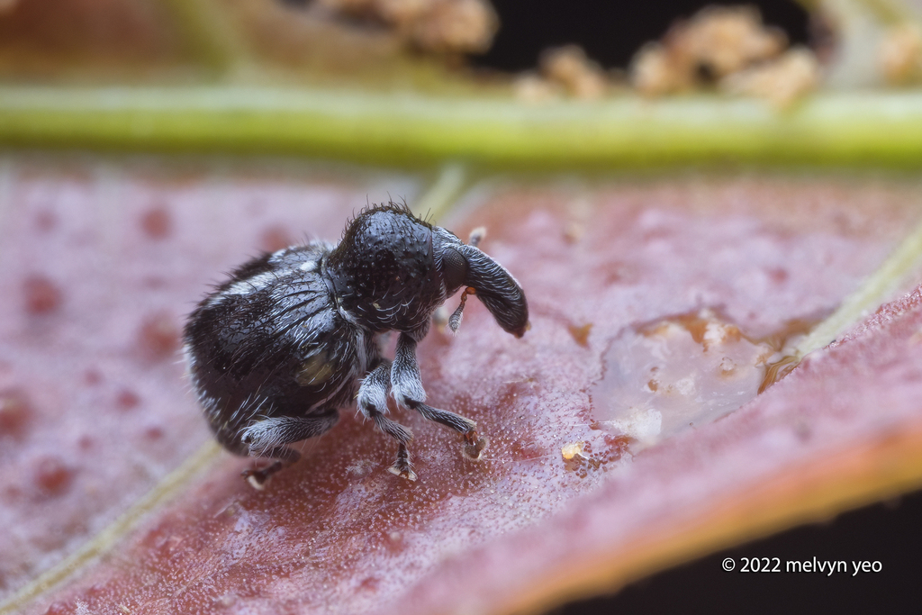 Demimaea in July 2022 by Melvyn Yeo · iNaturalist