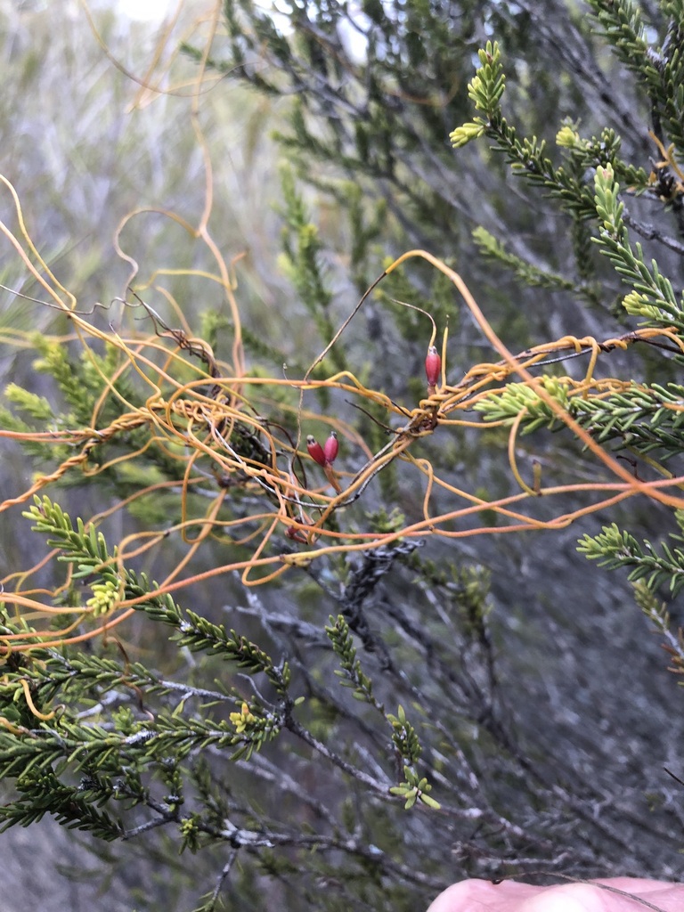 Slender Devil's Twine from Gum Lagoon SA 5267, Australia on July 19 ...
