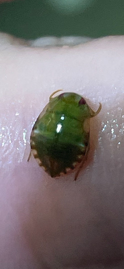 Alligator Fleas from West Liberty, WV, US on July 13, 2024 at 12:03 AM ...