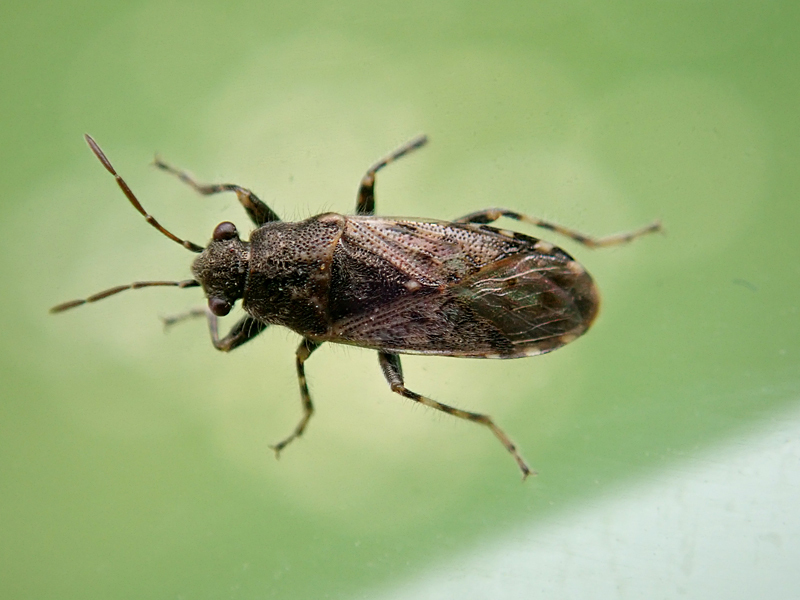 Brennnessel-Bodenwanze (Madeira True Bugs) · iNaturalist